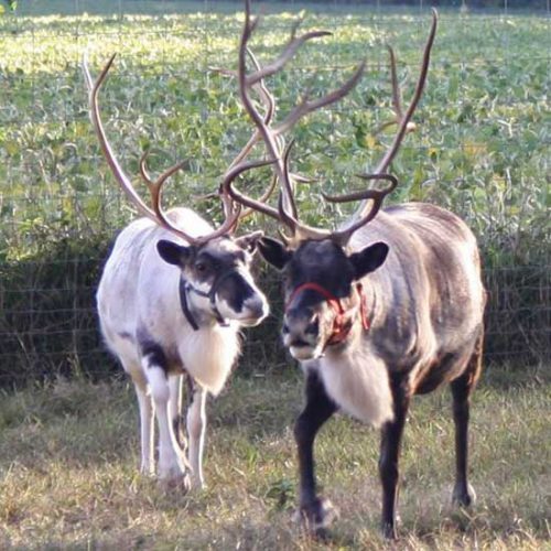 Raising Reindeer: Reindeer Don’t Always Live At The North Pole - Grit